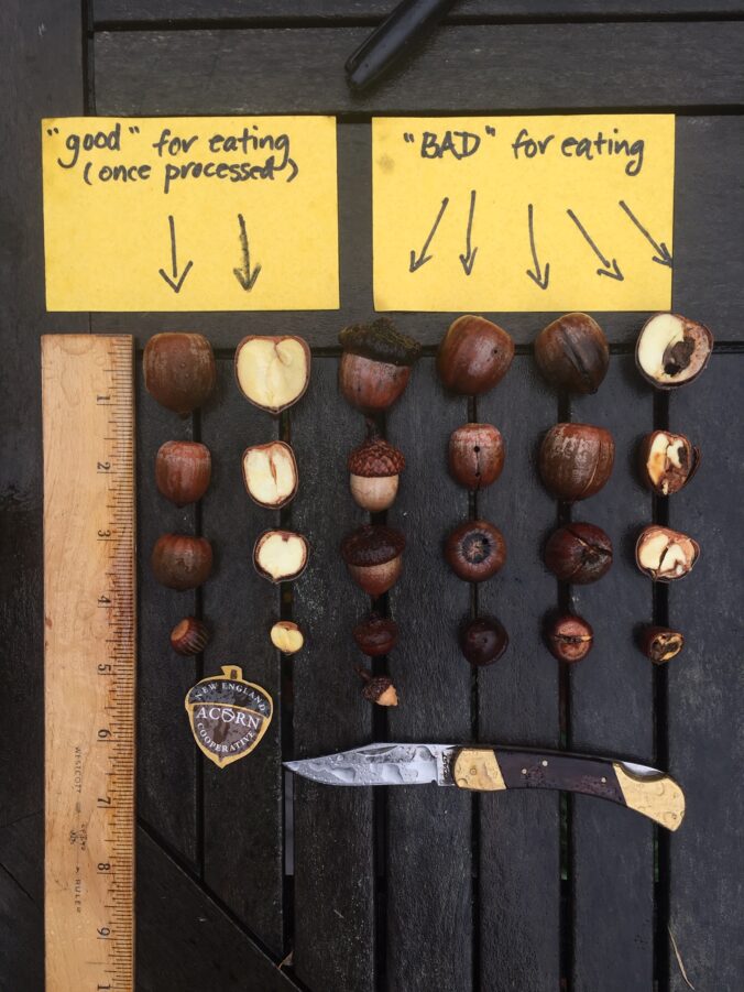 How to tell Good Acorns from Bad Acorns – The New England Acorn Cooperative