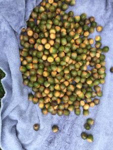 How to tell Good Acorns from Bad Acorns – The New England Acorn Cooperative