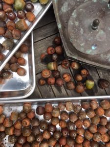 How to tell Good Acorns from Bad Acorns – The New England Acorn Cooperative